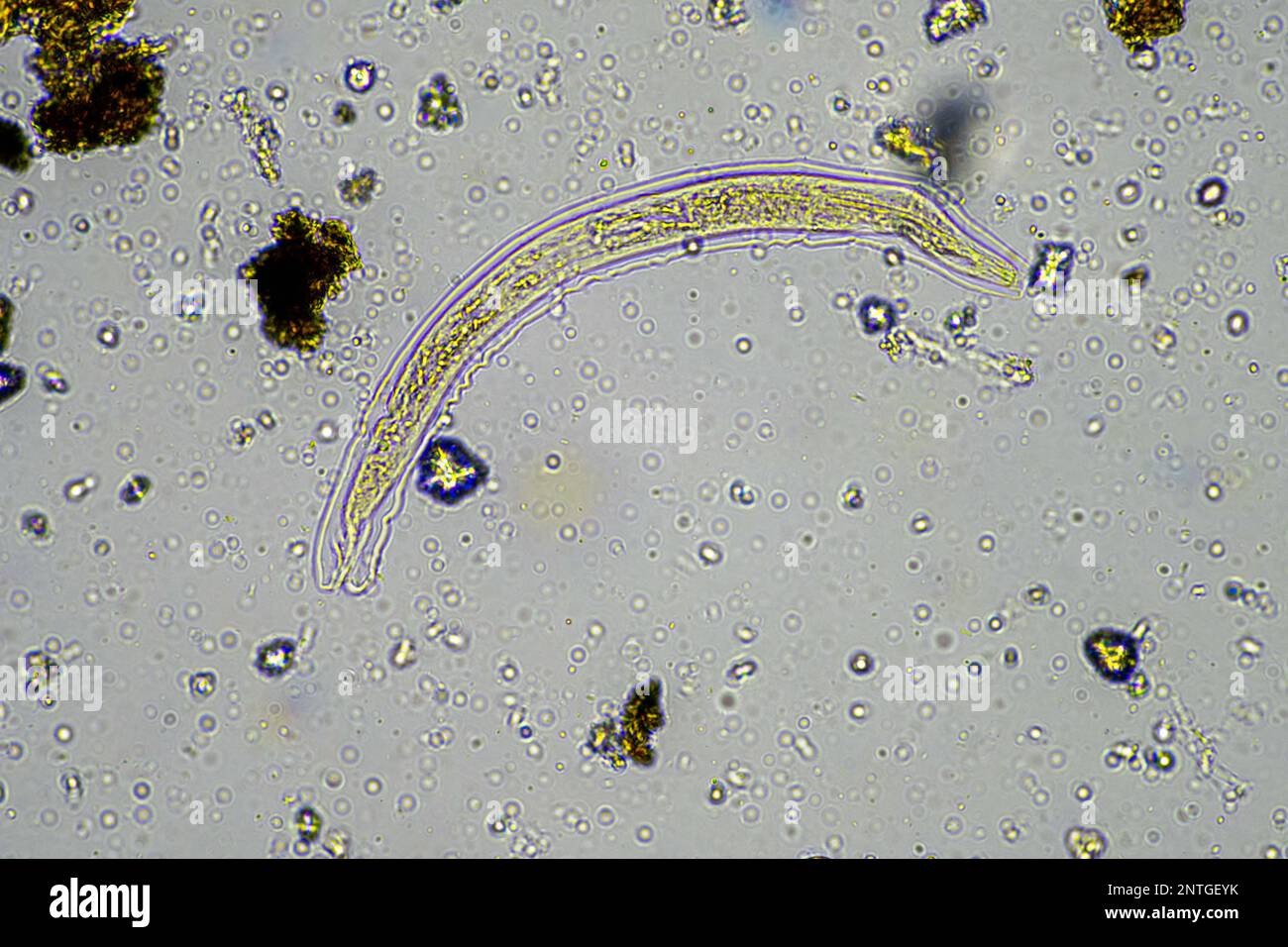 soil microorganisms including nematode, microarthropods, micro ...