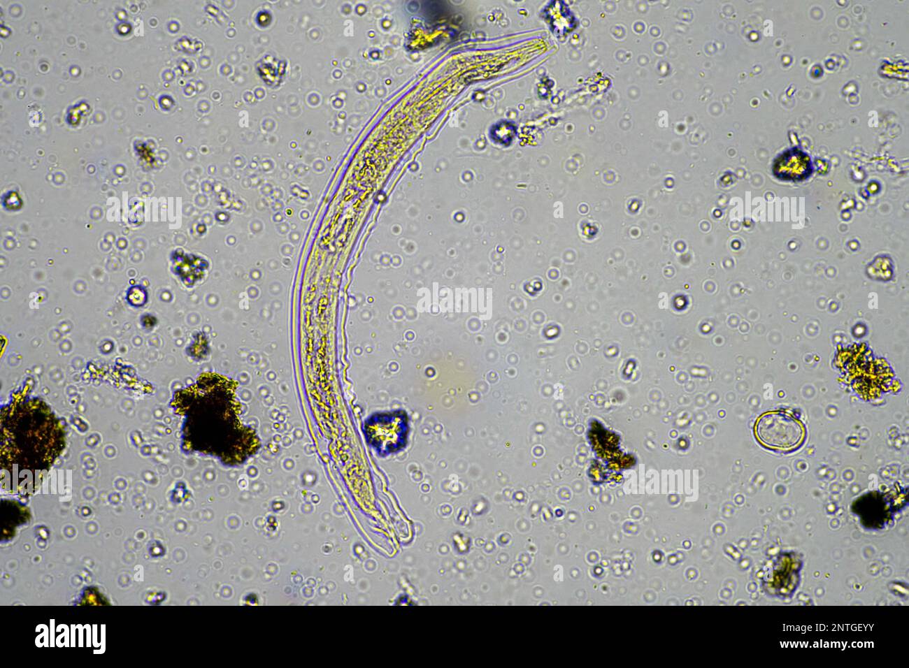 soil microorganisms including nematode, microarthropods, micro ...