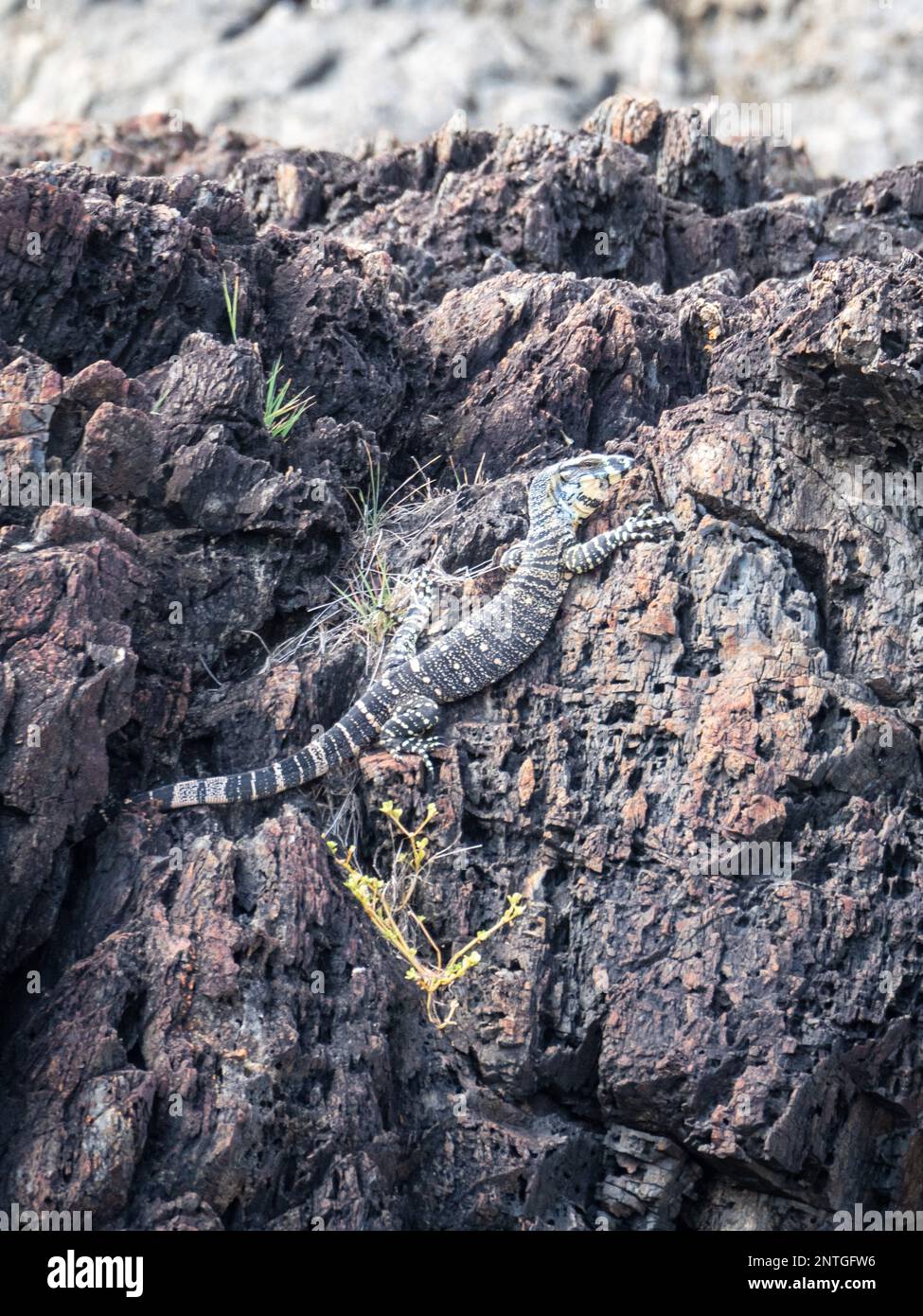 Tree Goanna or Lace Monitor Lizard, Australian Reptile, hiding in plain ...
