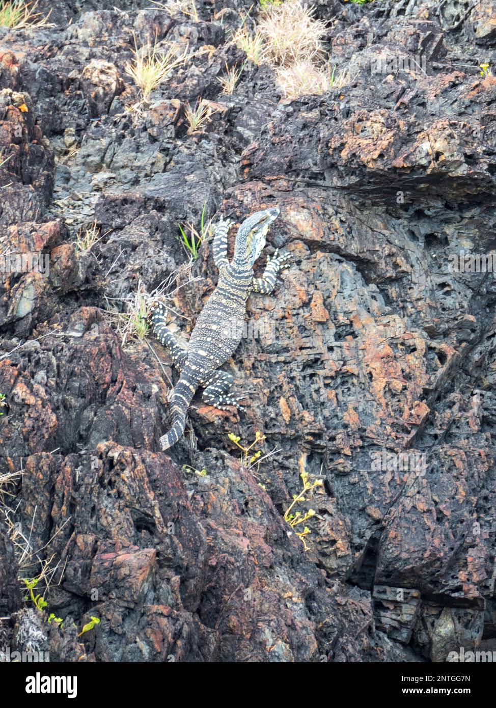 Tree Goanna or Lace Monitor Lizard, Australian Reptile, hiding in plain ...