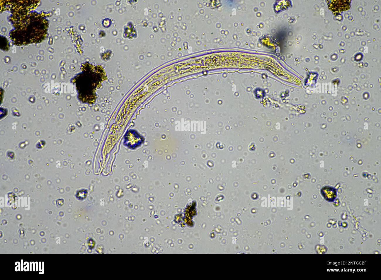 soil microorganisms including nematode, microarthropods, micro ...