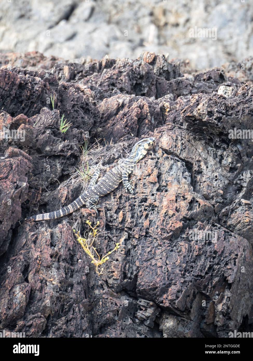 Tree Goanna or Lace Monitor Lizard, Australian Reptile, hiding in plain ...