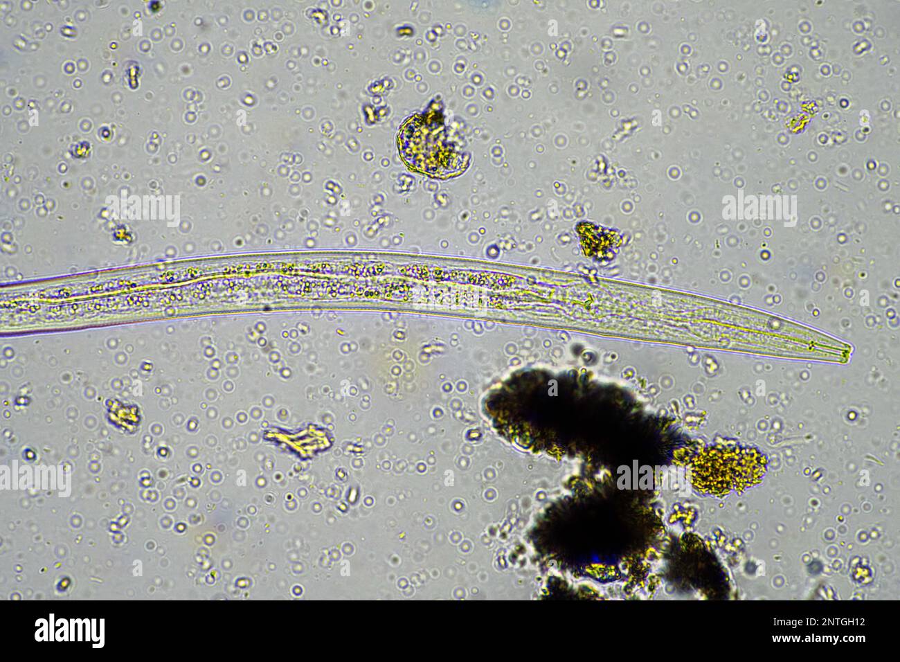 soil microorganisms including nematode, microarthropods, micro ...