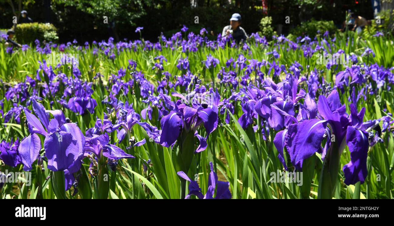 Kakitsubata, iris flower begin to bloom in full during the Kakitsubata ...
