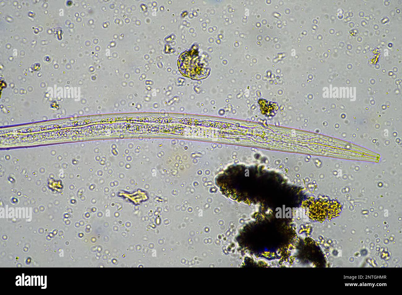 soil microorganisms including nematode, microarthropods, micro ...