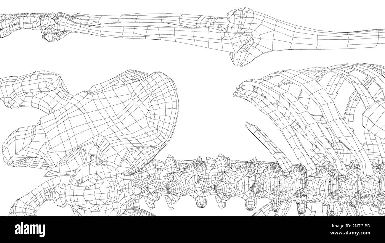 Human skeleton. 3d illustration Stock Photo - Alamy
