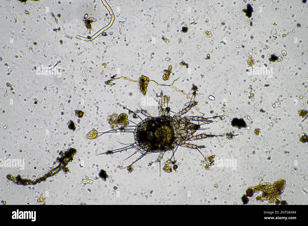 soil microorganisms including nematode, microarthropods, micro ...