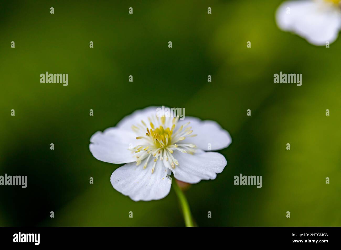 Ranunculus platanifolius growing in mountains Stock Photo - Alamy