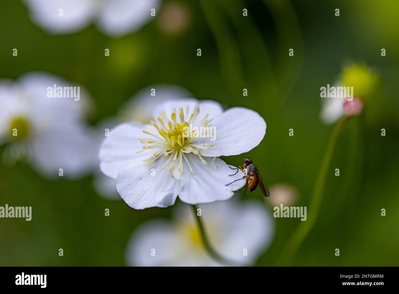 Ranunculus platanifolius growing in mountains Stock Photo - Alamy