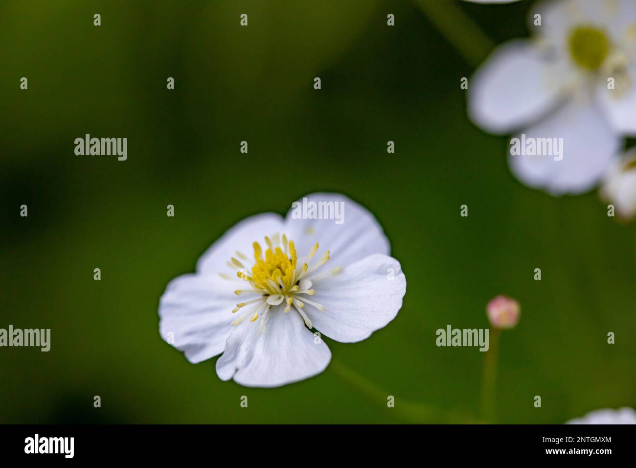 Ranunculus platanifolius growing in mountains Stock Photo - Alamy