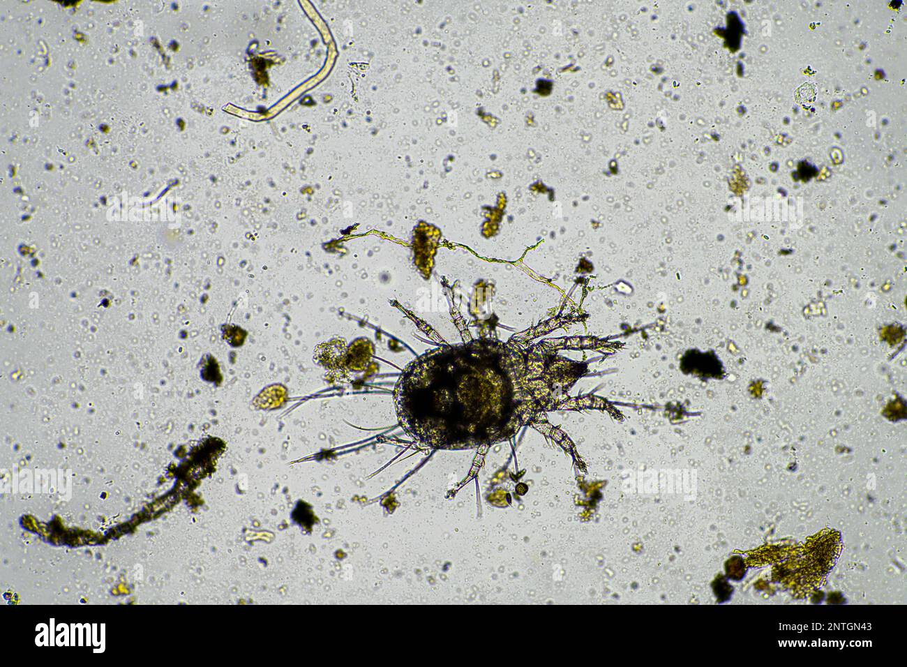 soil microorganisms including nematode, microarthropods, micro ...