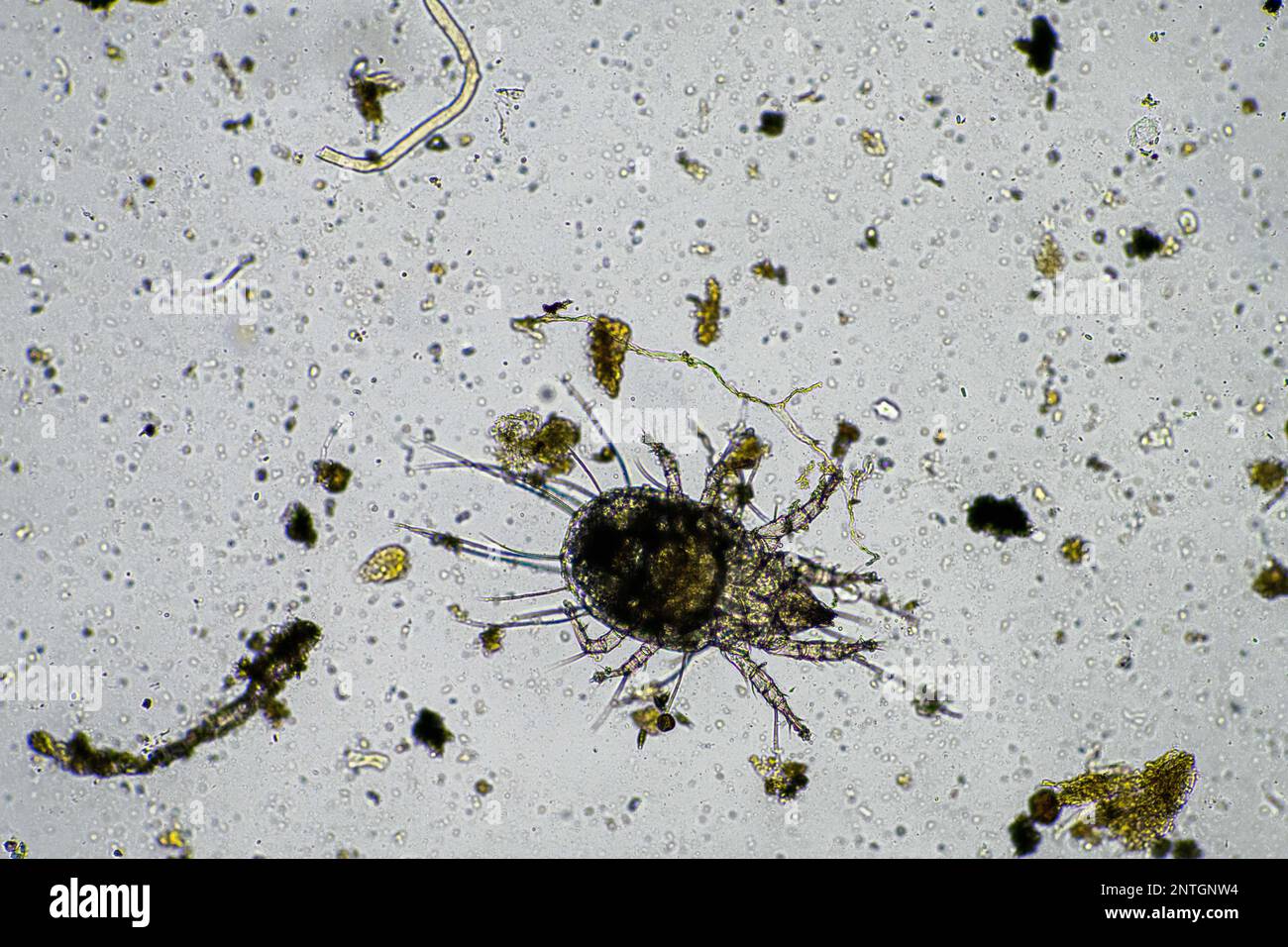 soil microorganisms including nematode, microarthropods, micro ...