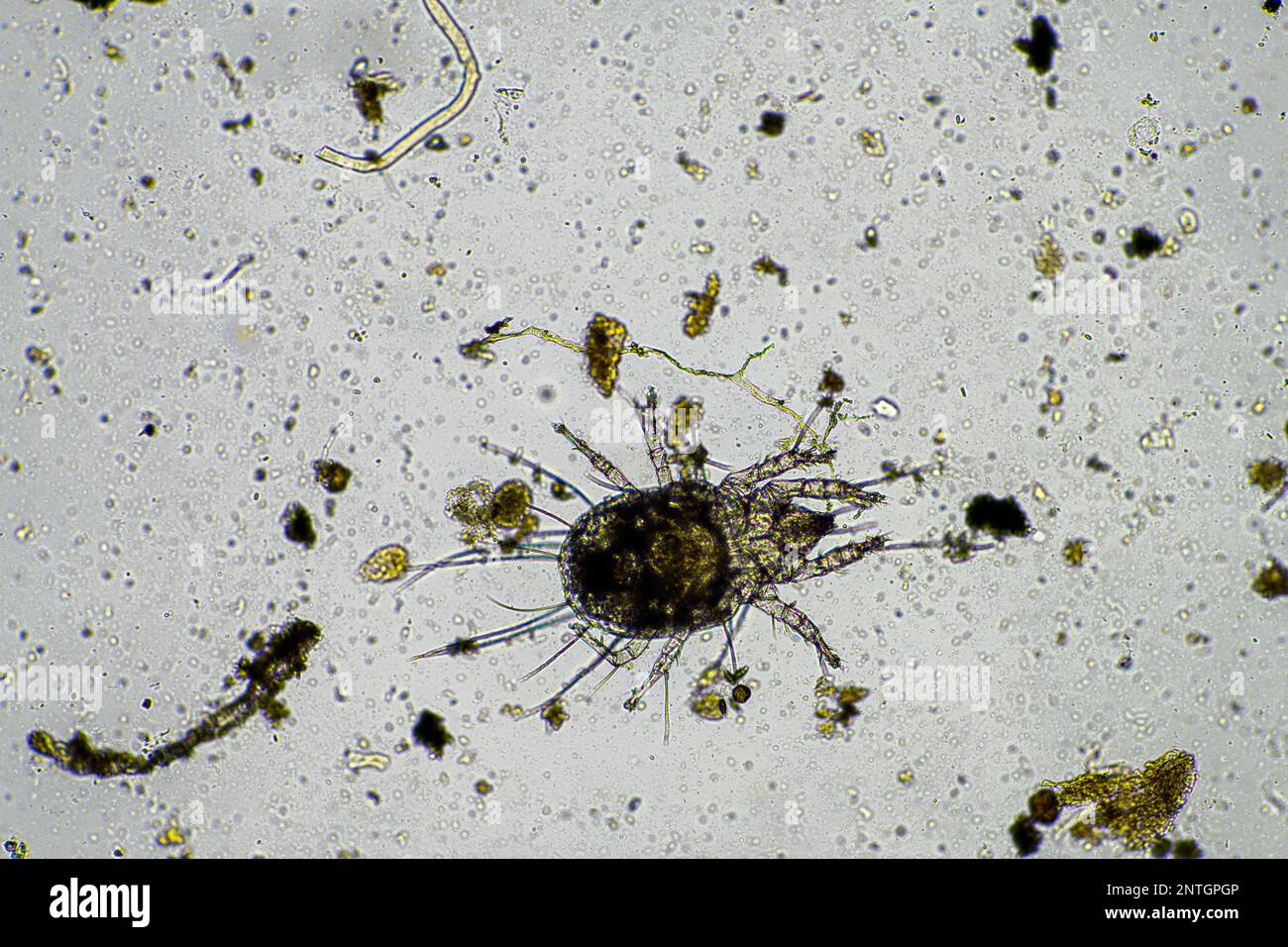 soil microorganisms including nematode, microarthropods, micro ...