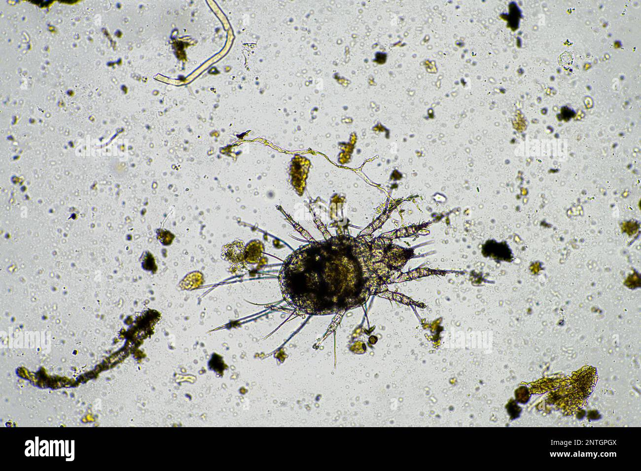 soil microorganisms including nematode, microarthropods, micro ...