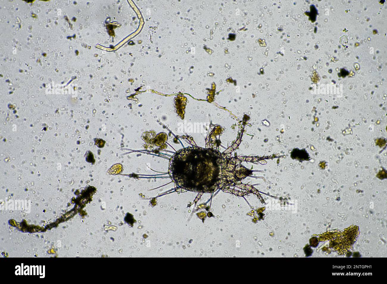 soil microorganisms including nematode, microarthropods, micro ...