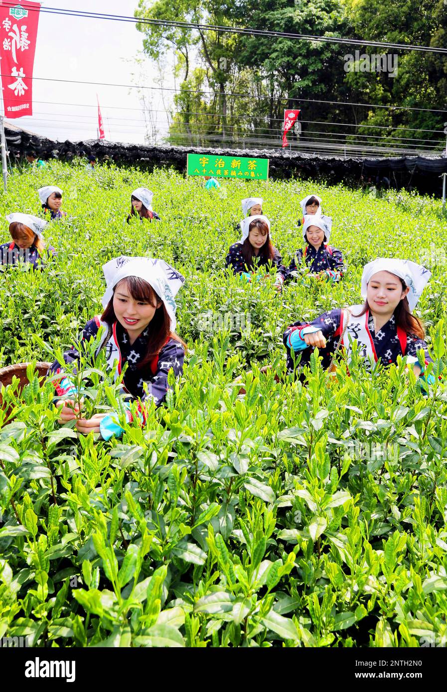 Women pick up tea leaves by hand with basket at a tea field plantation ...