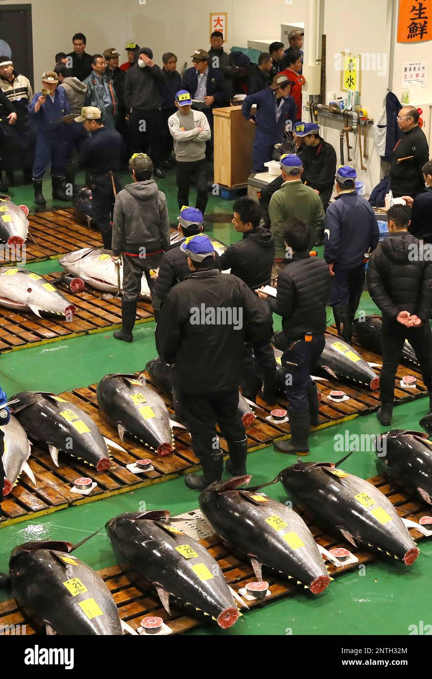 Fish wholesalers start their first bidding of bluefin tuna at the pre ...