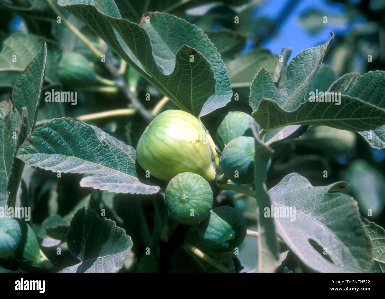 Figs growing in the Holy Land, Israel Stock Photo - Alamy