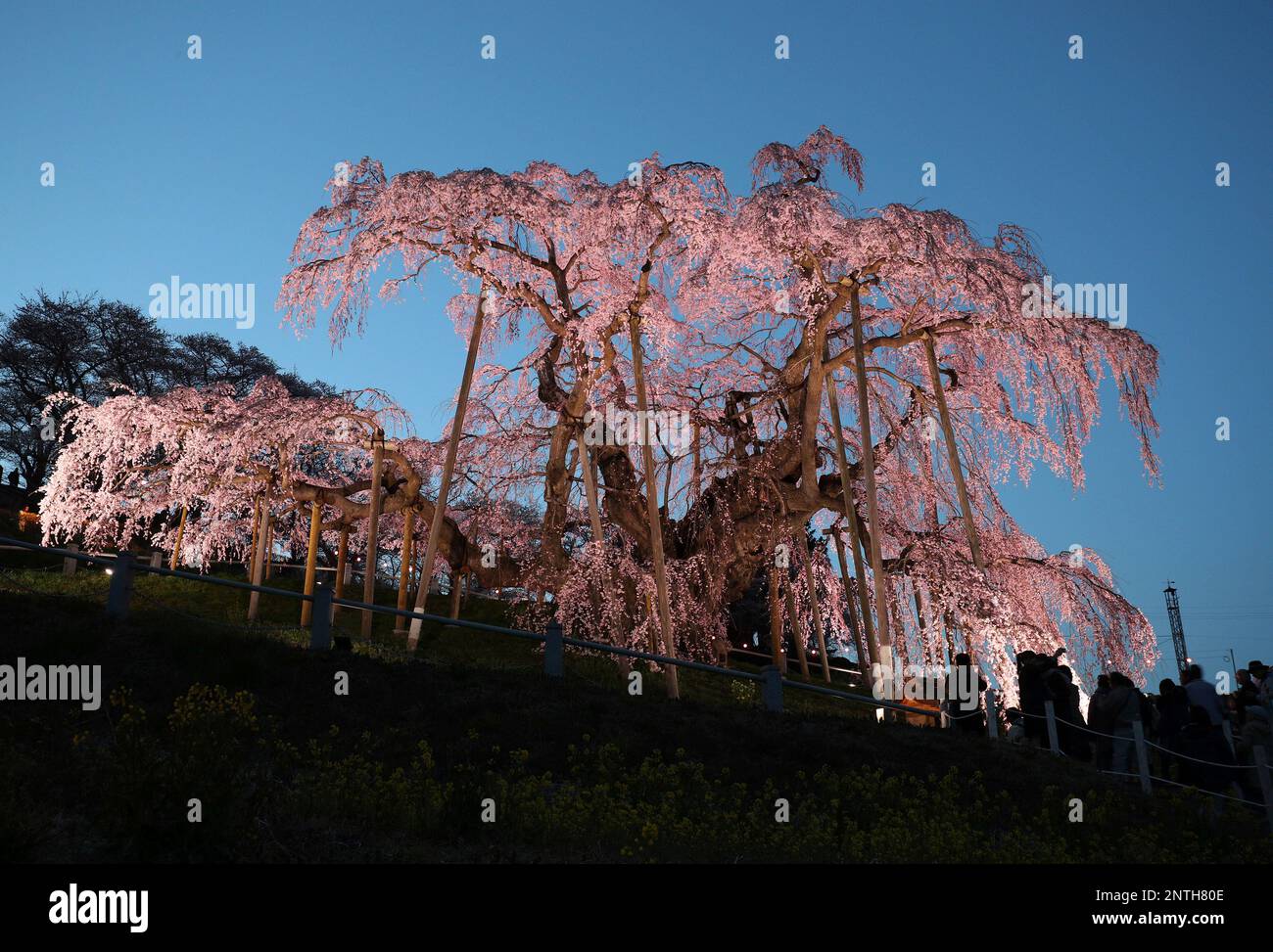 A picture shows illuminated weeping cherry tree, Miharu Takizakura, in ...