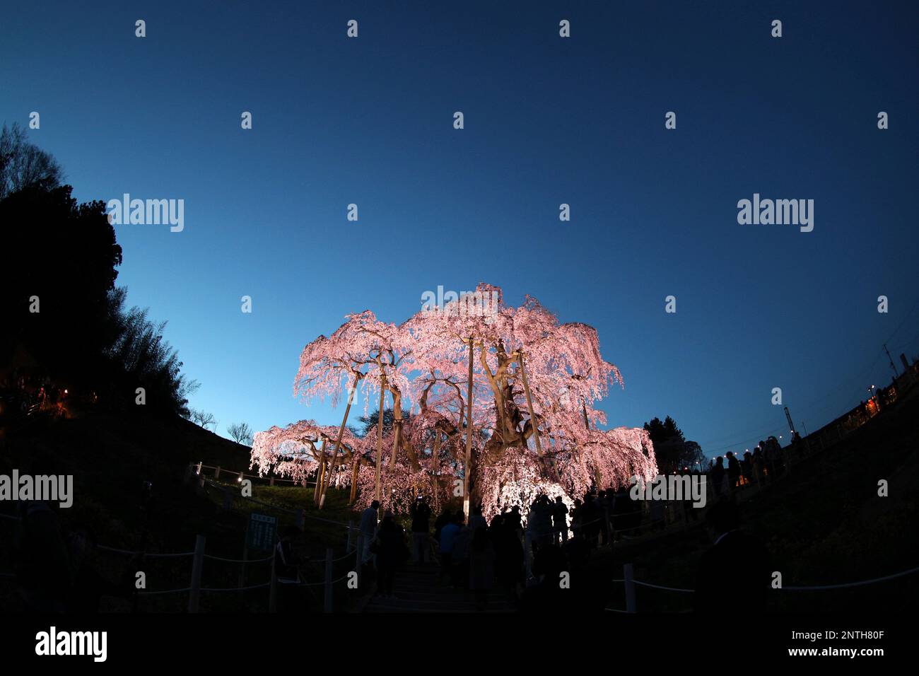 A picture shows illuminated weeping cherry tree, Miharu Takizakura, in ...