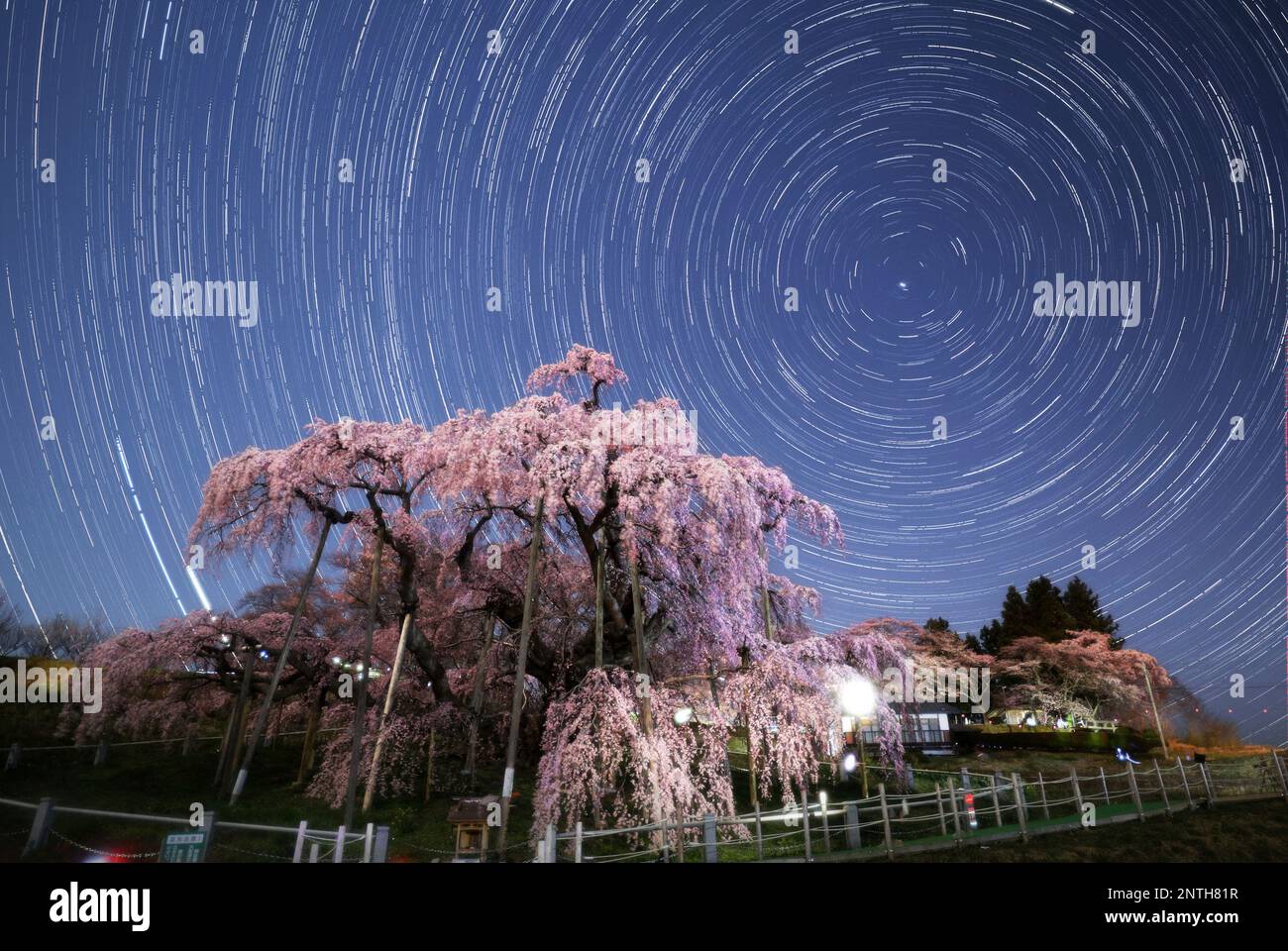 A composite photograph shows illuminated weeping cherry tree, Miharu ...