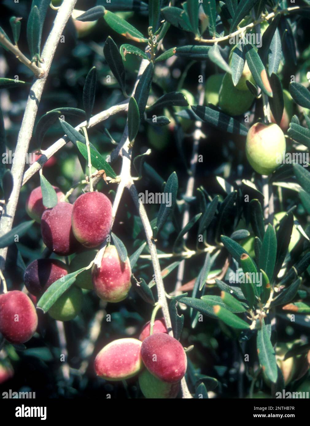 Palestinian olives hi-res stock photography and images - Alamy