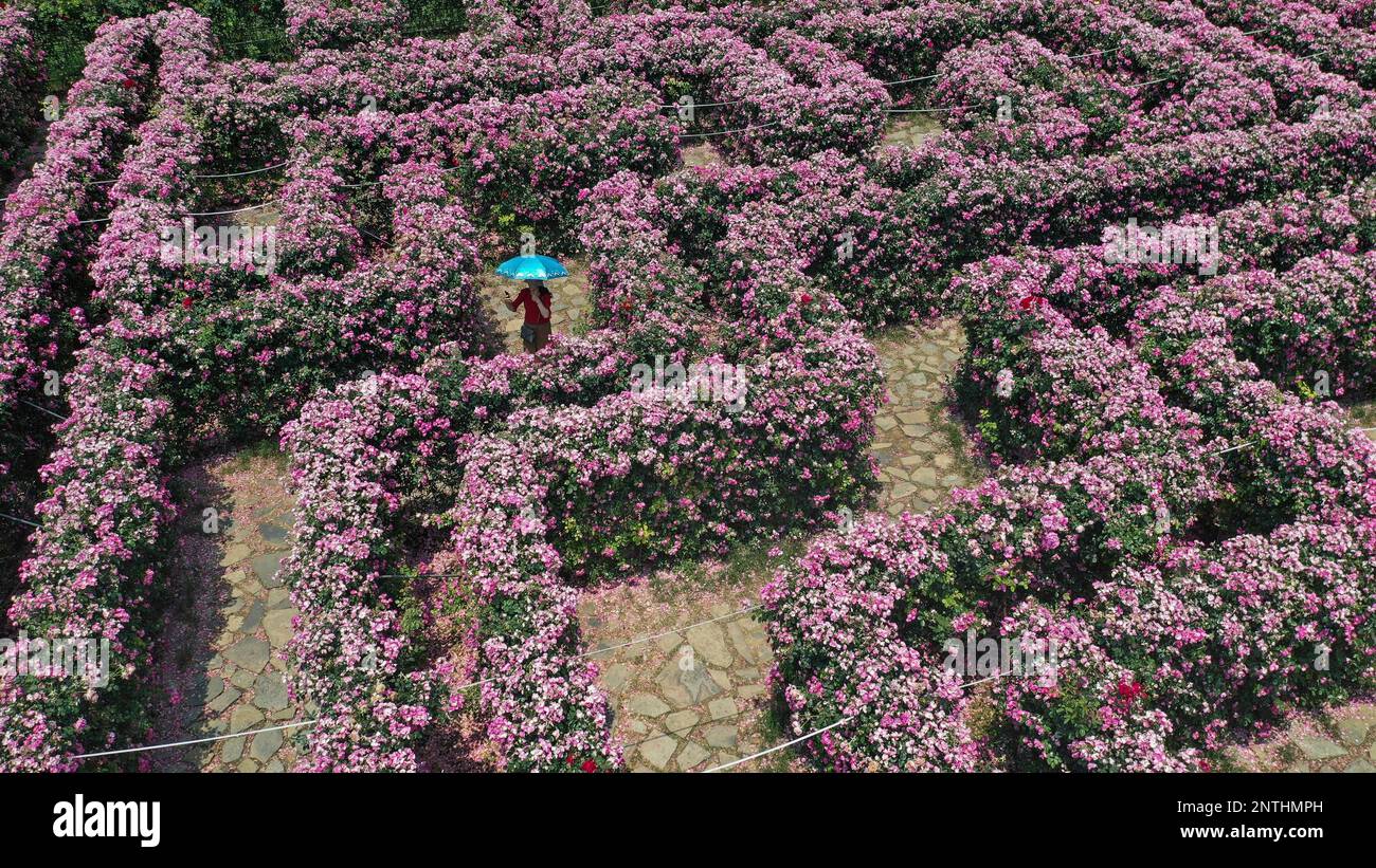 Tourists play in a 160-meter-by-40-meter rose maze in Anlong county in ...