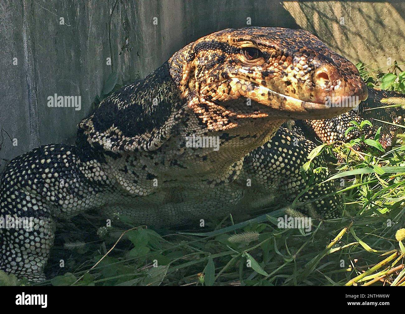Water Monitor Lizard Pet