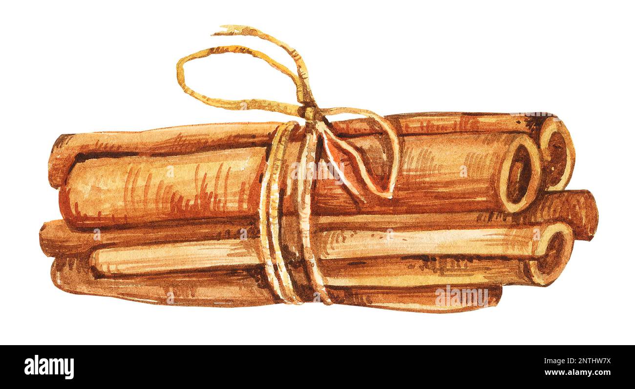 Watercolour cinnamon, hand drawn sketch, a few cinnamon sticks tied ...