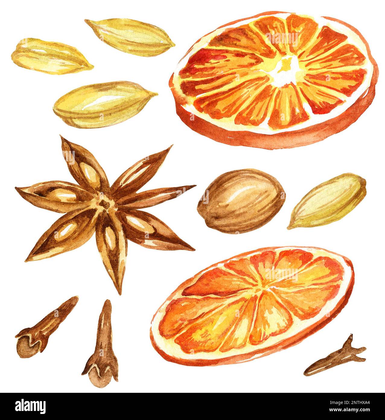 Watercolour spices for mulled wine, hand drawn sketch, illustration of ...