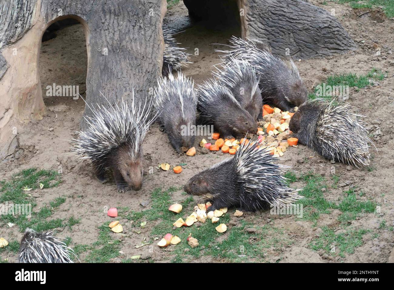 Hedgehogs have food in the zone of indigenous animals in Shanghai Zoo ...