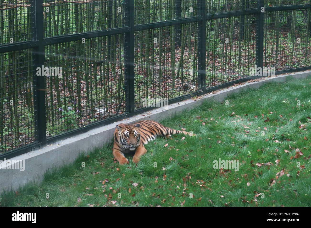 A South China tiger rests in the zone of indigenous animals in Shanghai ...