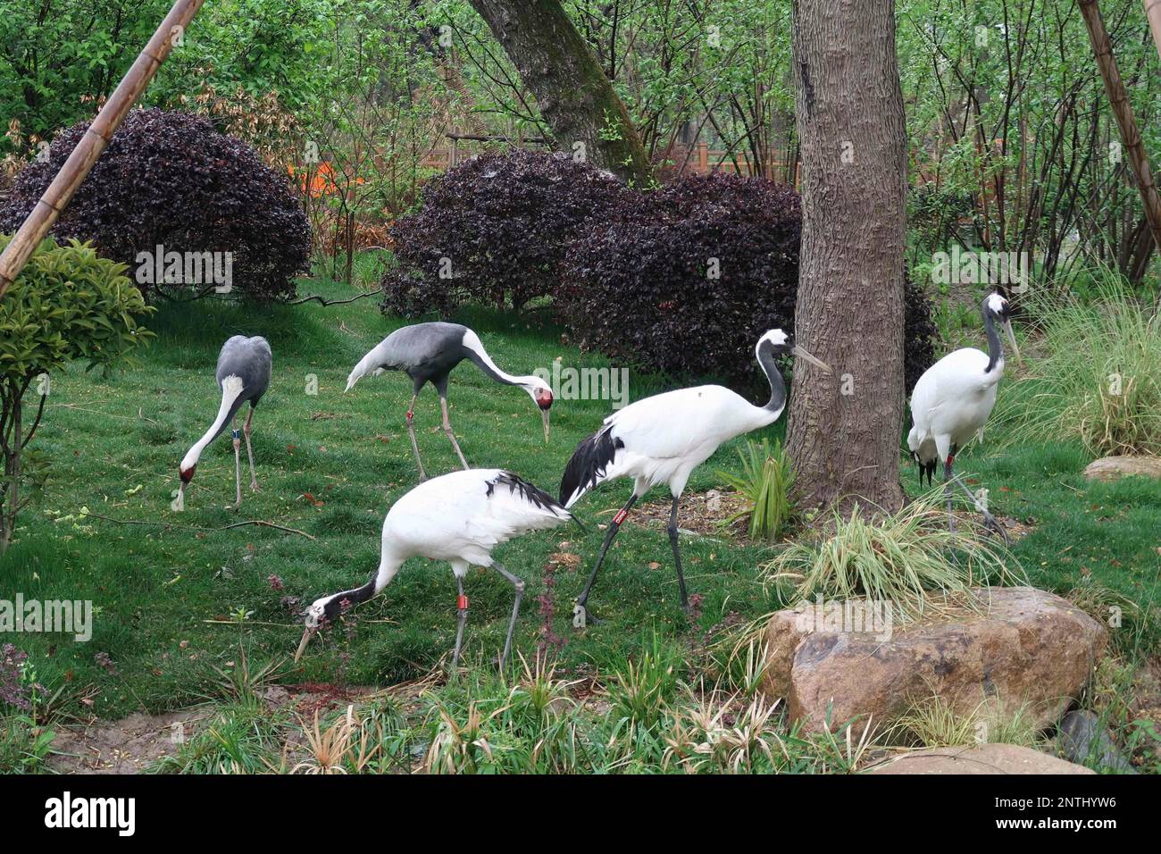 Red-crowned cranes stroll in the zone of indigenous animals in Shanghai ...