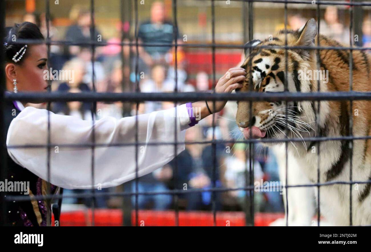 Vincenta Pages pets one of her trained tigers, Monday, April 22, 2019 ...