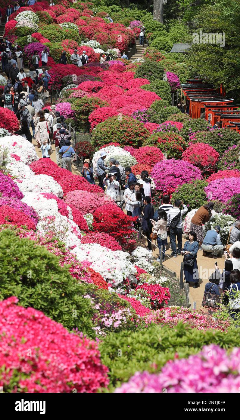 Slopes at Nezu shinto shrine are filled with colorful azalea during ...