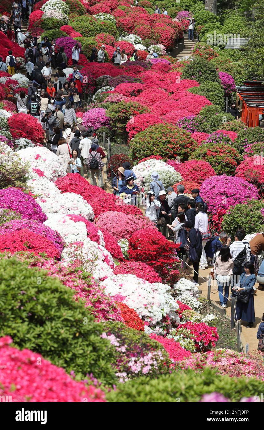 Slopes at Nezu shinto shrine are filled with colorful azalea during ...