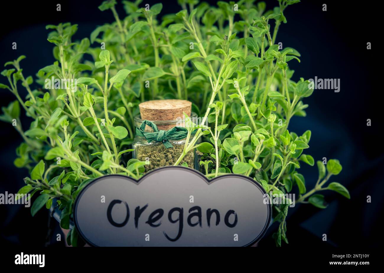 oregano origanum vulgare delicious kitchen herbs Stock Photo - Alamy