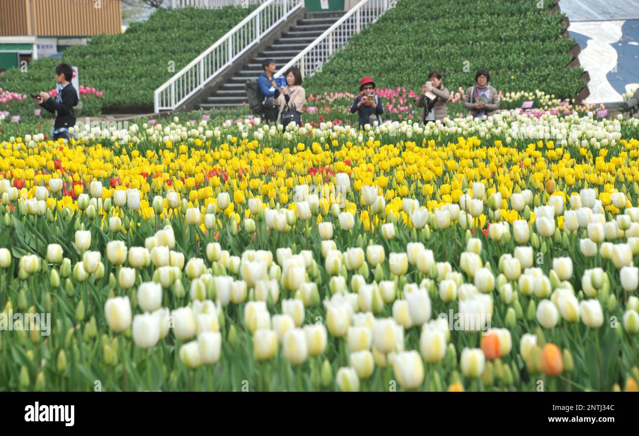 Tonami Tulip Fair, one of the largest tulip festivals in Japan, kicks ...