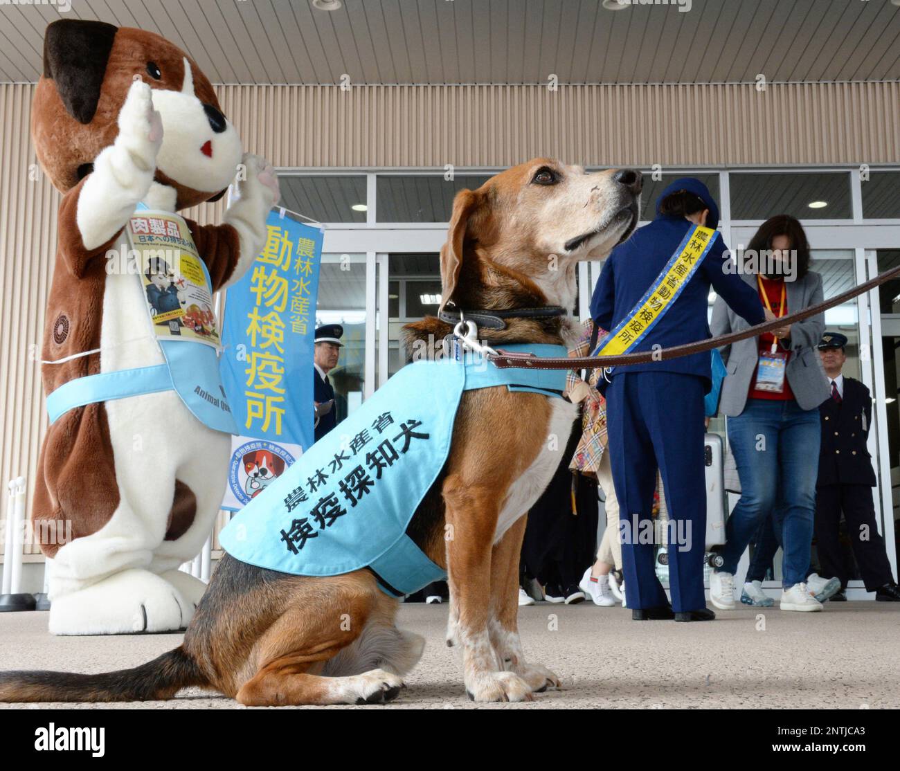 What Countries Have Quarantine For Dogs