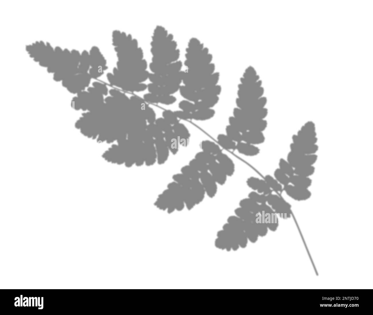 Abstract shadow black white shadow of fern leaves on white background ...