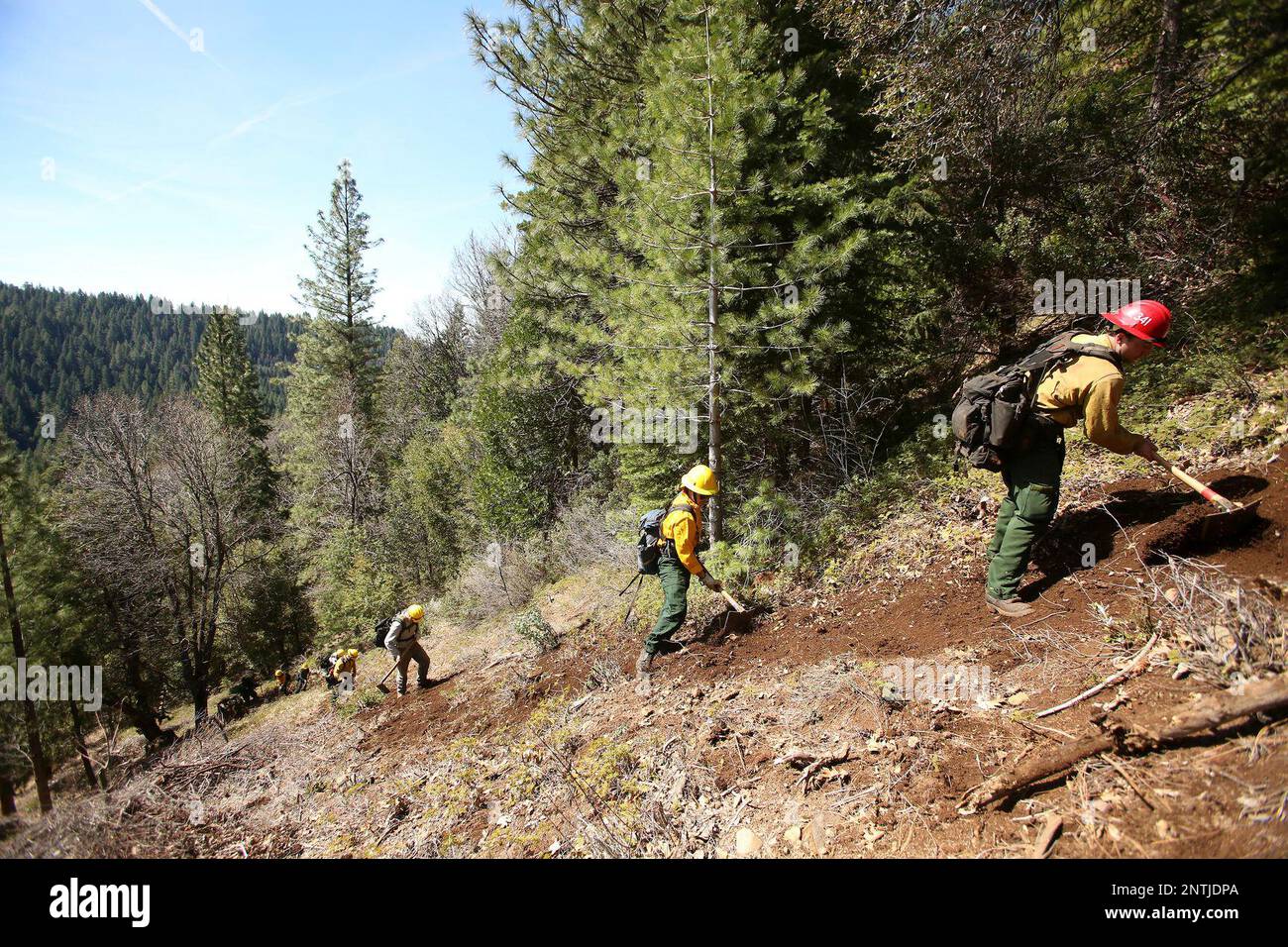 Prospective wildland firefighters create a fire break line down a steep ...