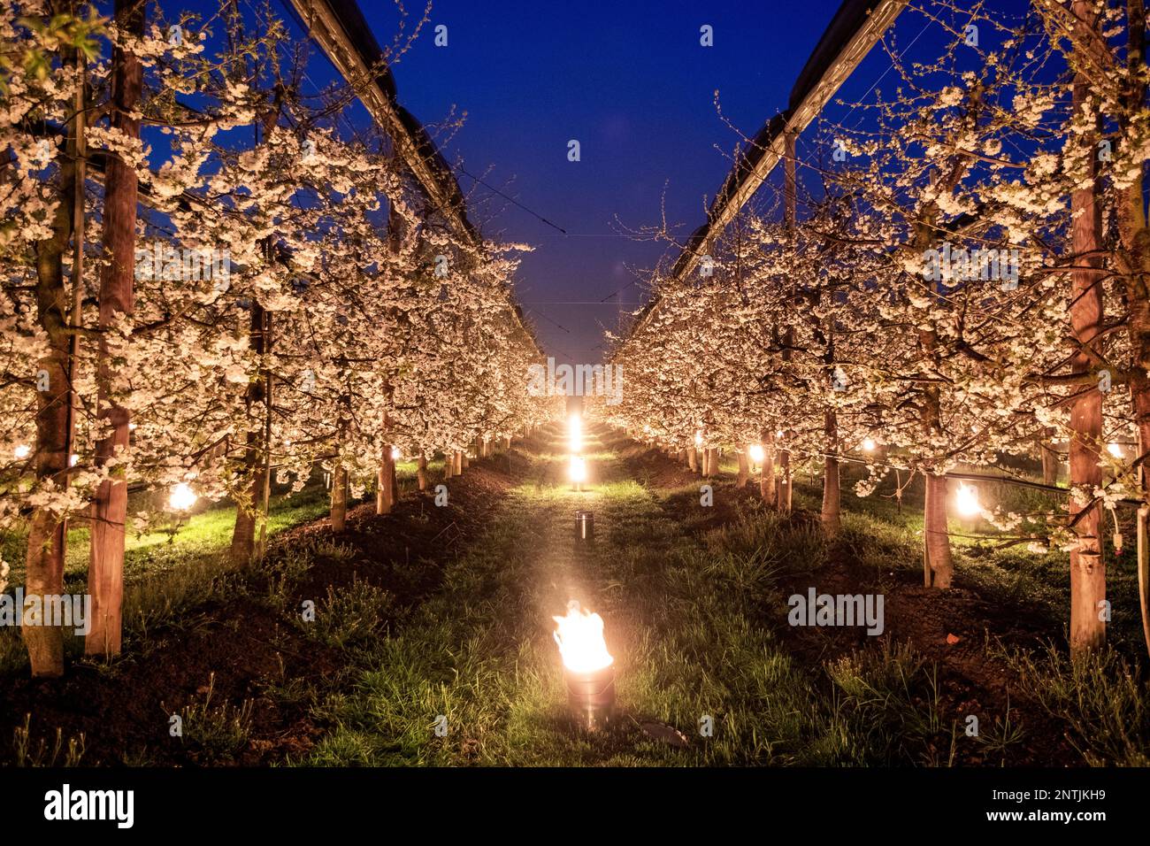 Frost candles burn between cherry trees in Baar, Switzerland, Tuesday ...