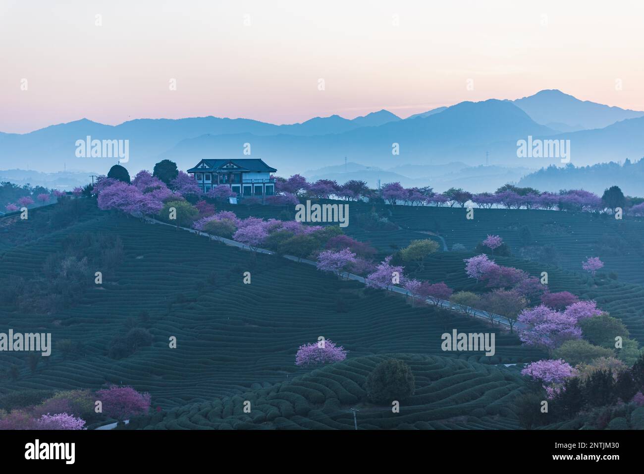 Aerial photo shows cherry blossoms bursting into bloom in the Taipin ...
