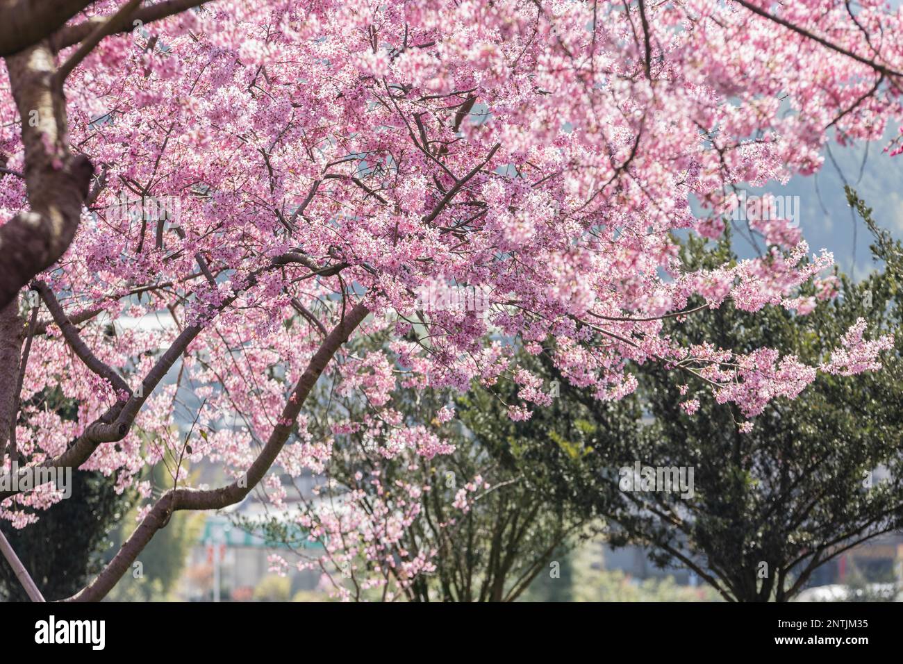 Cherry blossoms burst into bloom in the Taipin Tea Garden in Yongfu ...