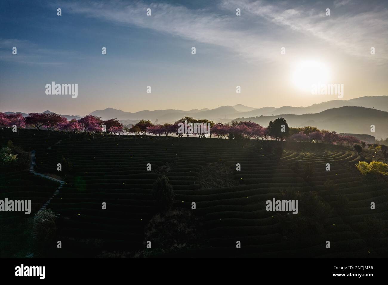 Aerial photo shows cherry blossoms bursting into bloom in the Taipin ...