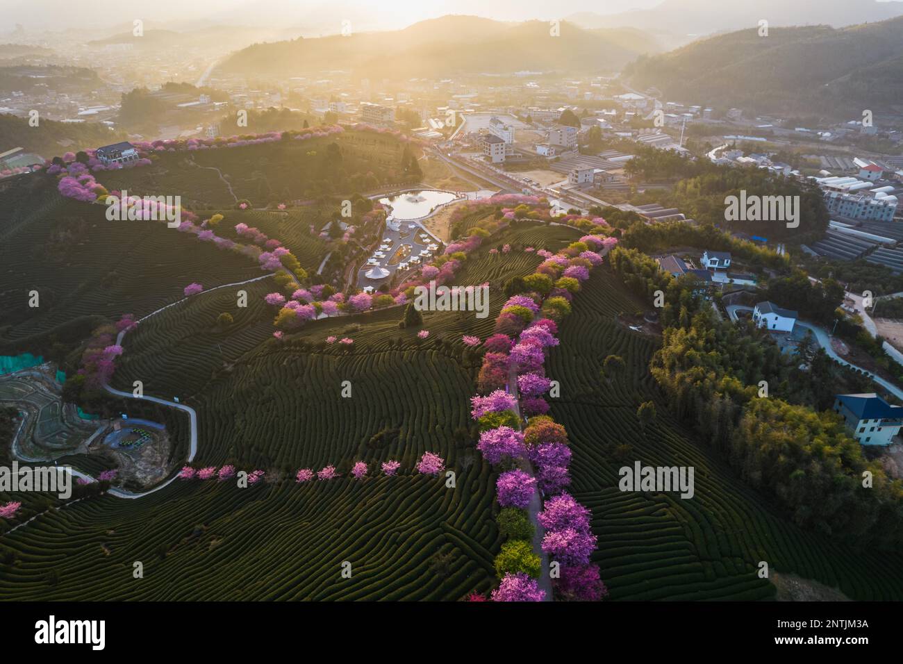 Aerial photo shows cherry blossoms bursting into bloom in the Taipin ...
