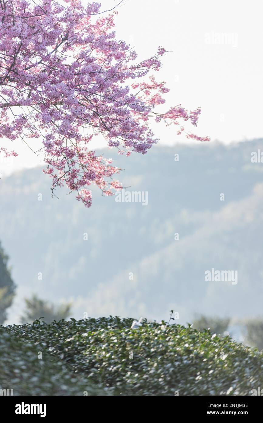 Cherry blossoms burst into bloom in the Taipin Tea Garden in Yongfu ...