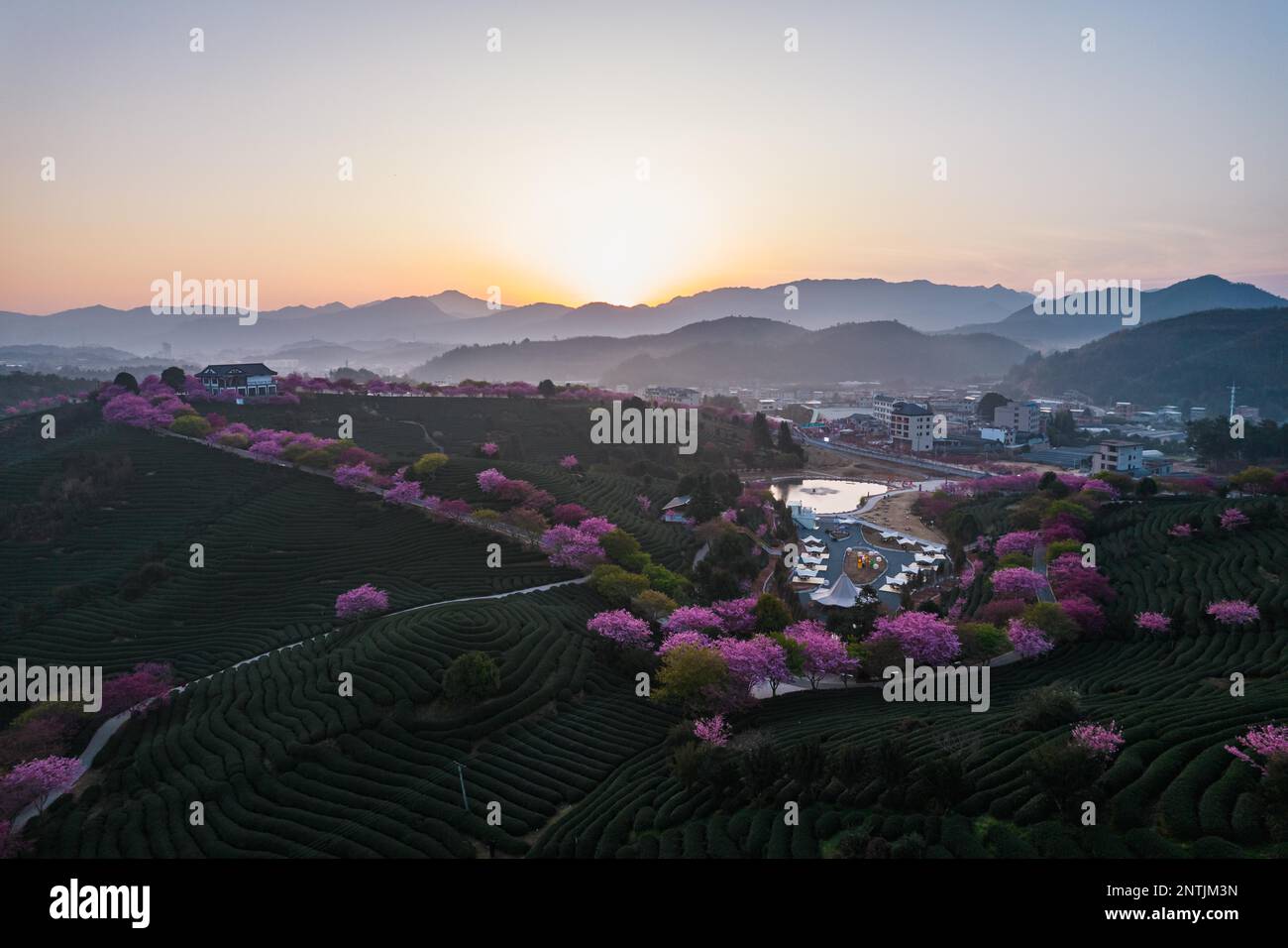 Aerial photo shows cherry blossoms bursting into bloom in the Taipin ...