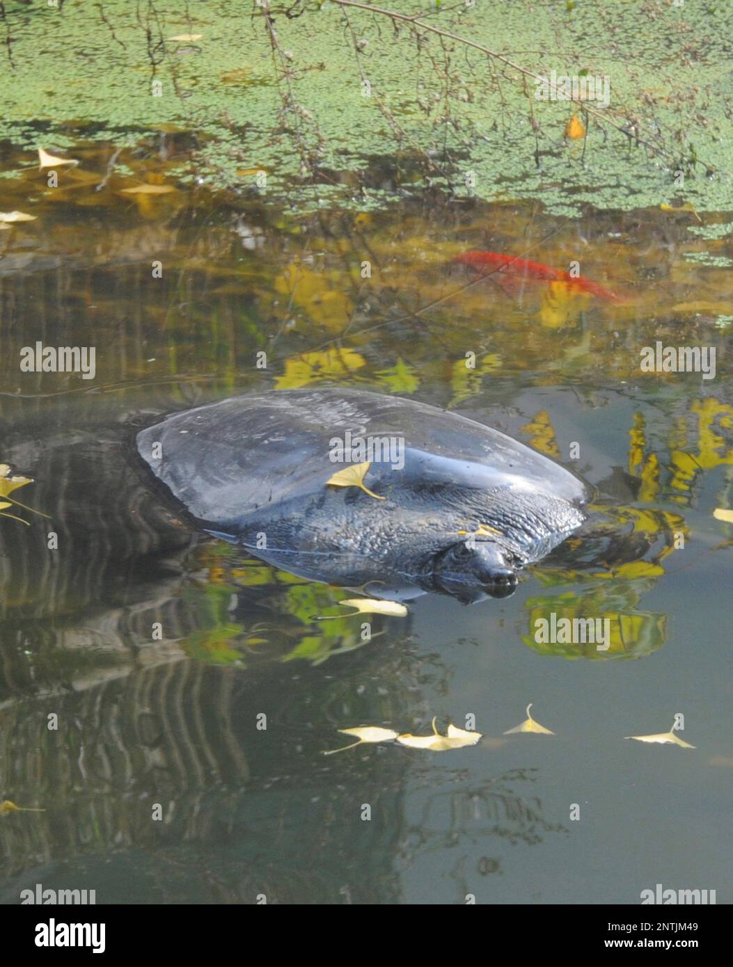 The female Yangtze giant softshell turtle (Rafetus swinhoei) surfaces ...