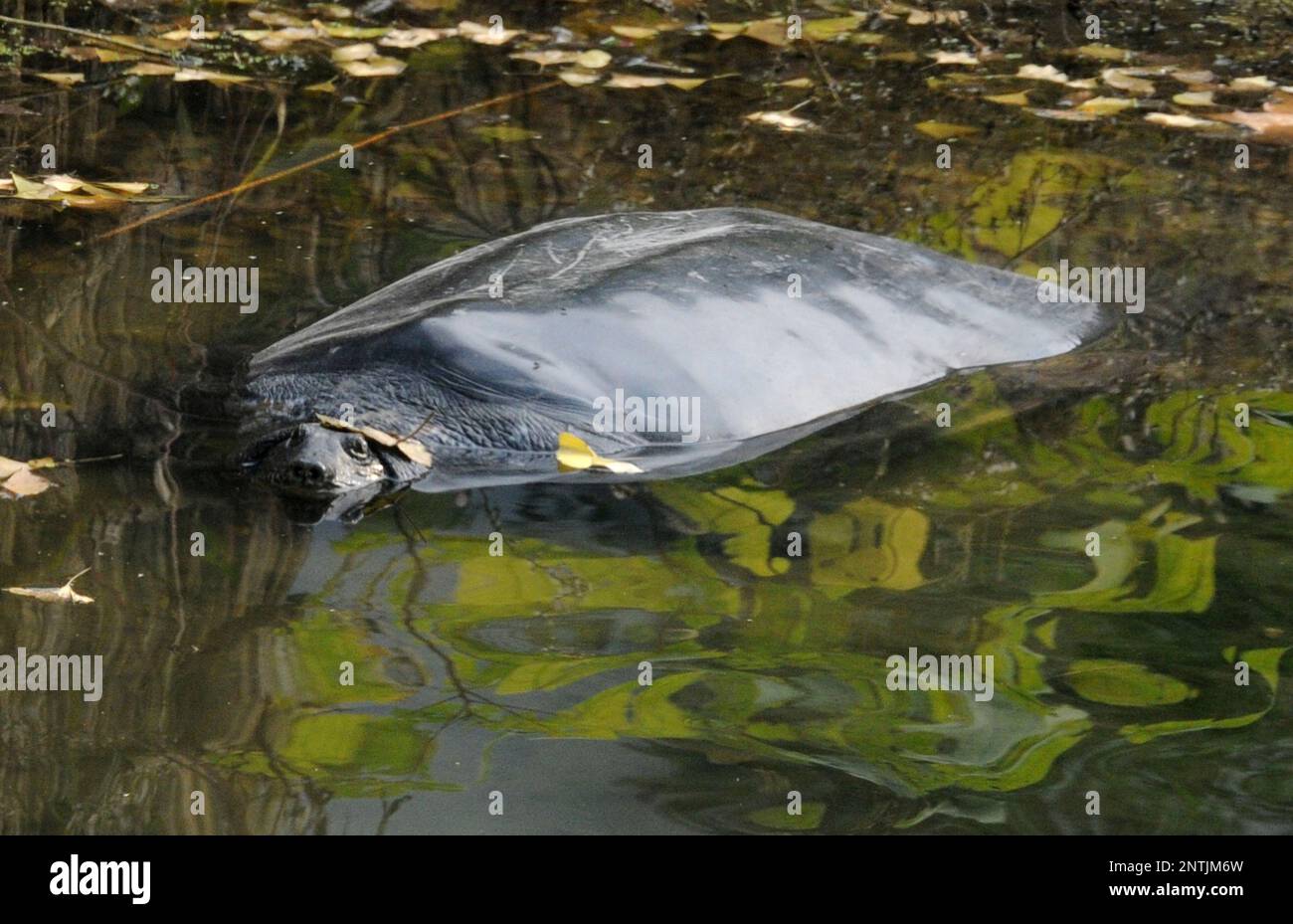 The female Yangtze giant softshell turtle (Rafetus swinhoei) surfaces ...
